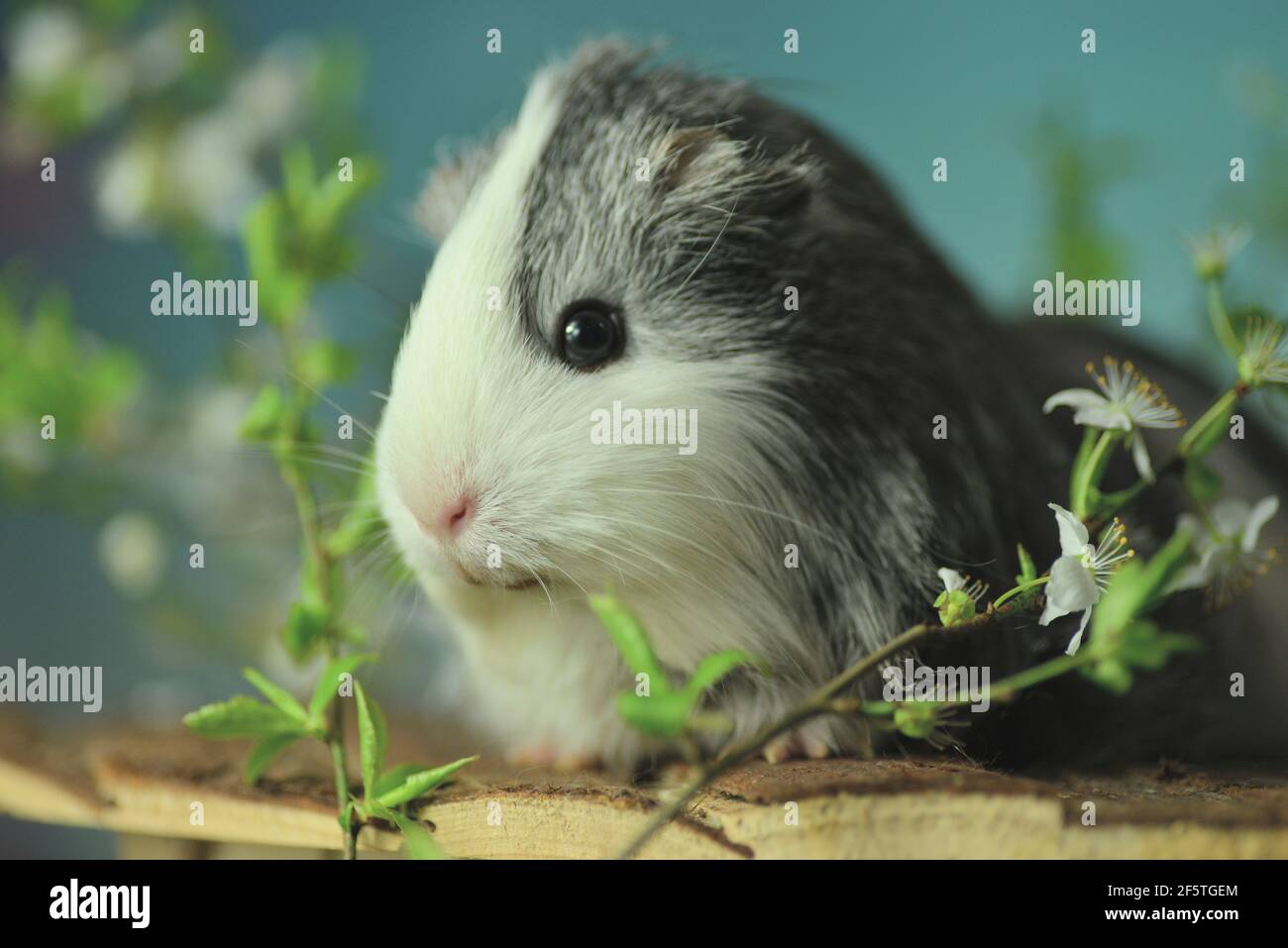 Guinea pig in spring awakening Stock Photo - Alamy