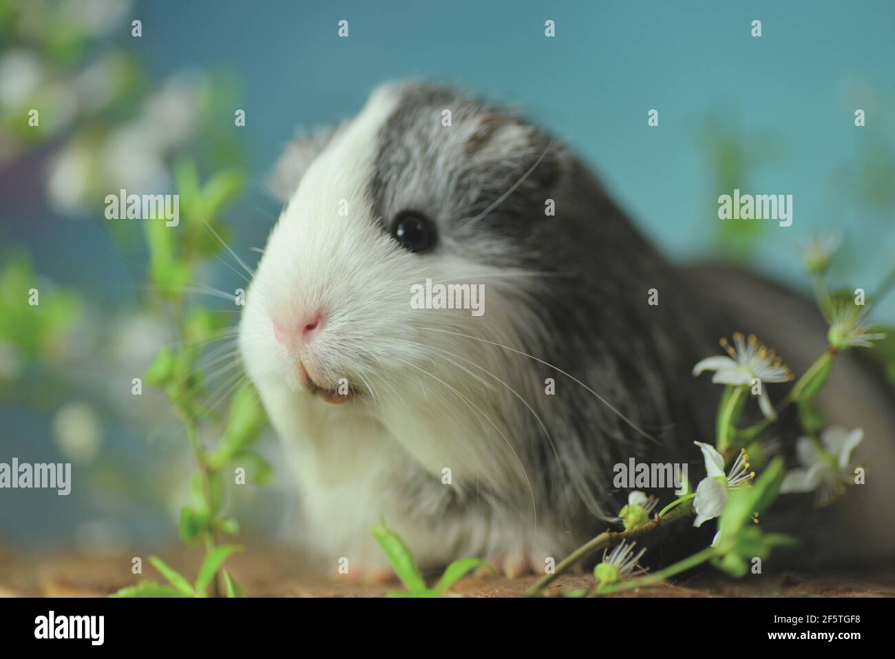 Guinea pig in spring awakening Stock Photo - Alamy