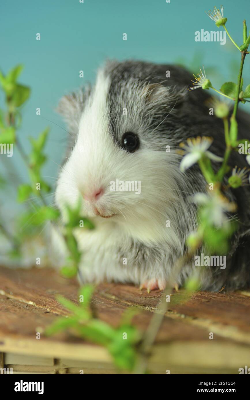 Guinea pig in spring awakening Stock Photo - Alamy