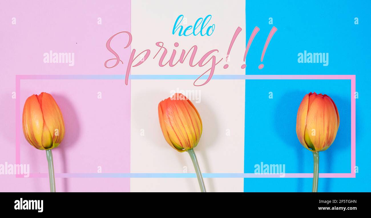 Hello Spring concept. Tulip flowers on colorful paper background. Flat ...