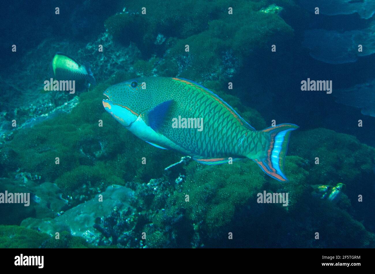 Male Spotted Parrotfish, Cetoscarus ocellatus, with female in ...