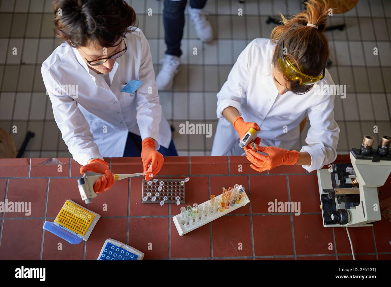 Young female colleagues pipetting and preparing samples for analysis in ...
