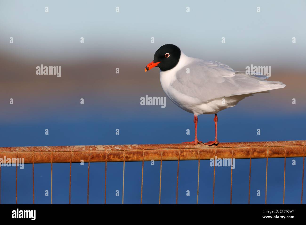 A beautiful adult Mediterranean Gull (Ichthyaetus melanocephalus) in ...