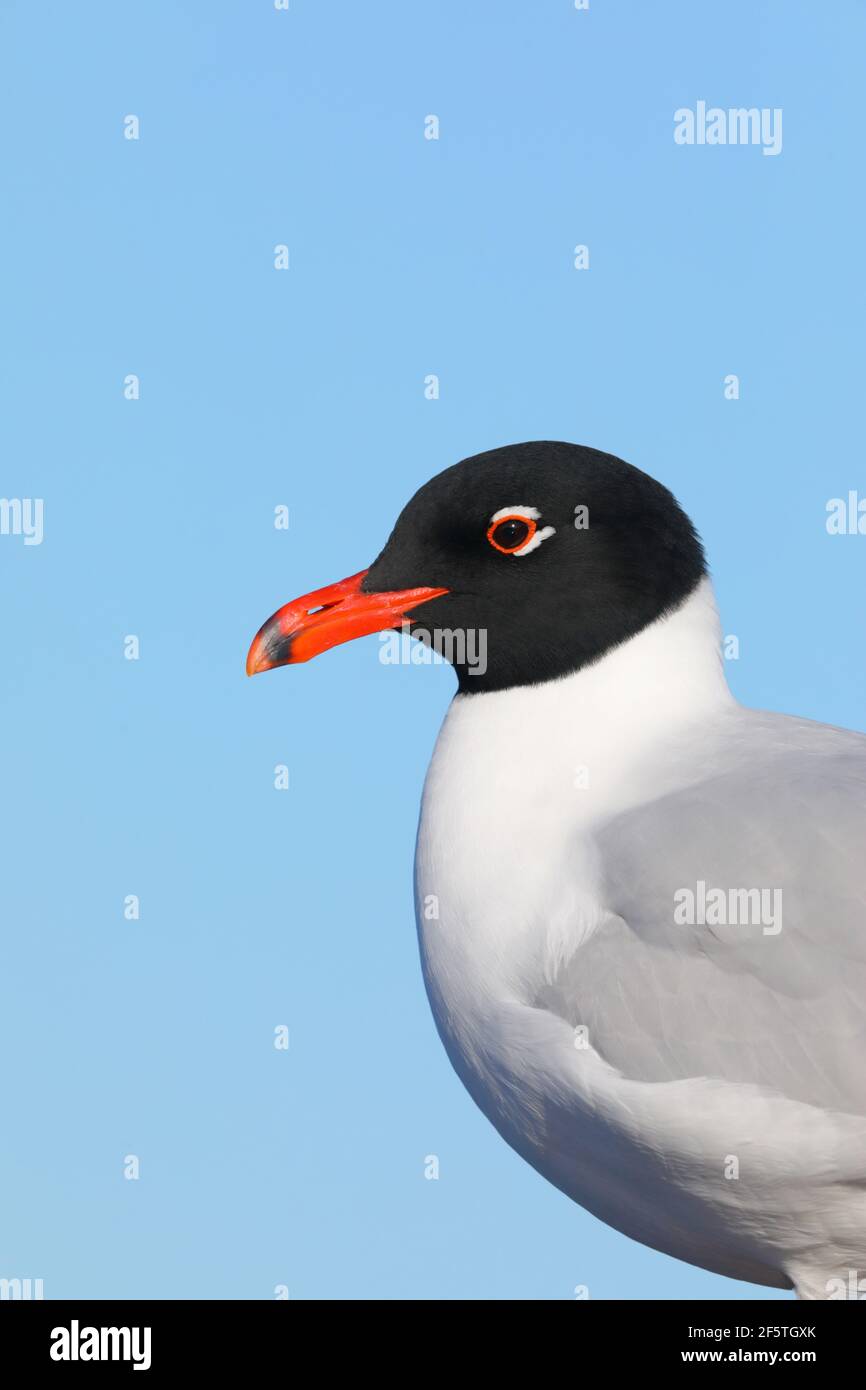 A close-up of the head of a beautiful adult Mediterranean Gull ...