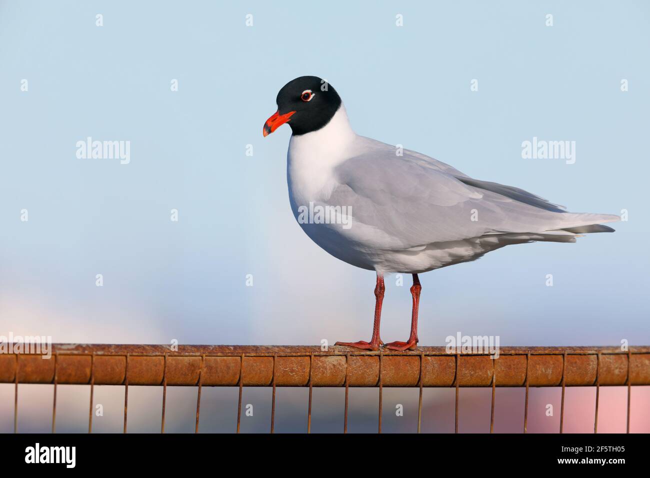 A beautiful adult Mediterranean Gull (Ichthyaetus melanocephalus) in ...