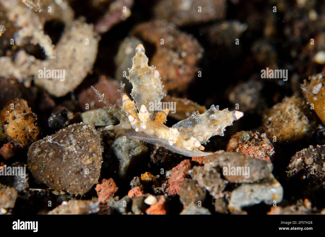 Mandapam Eubranchus Nudibranch, Eubranchus mandapamensis, Melasti dive ...
