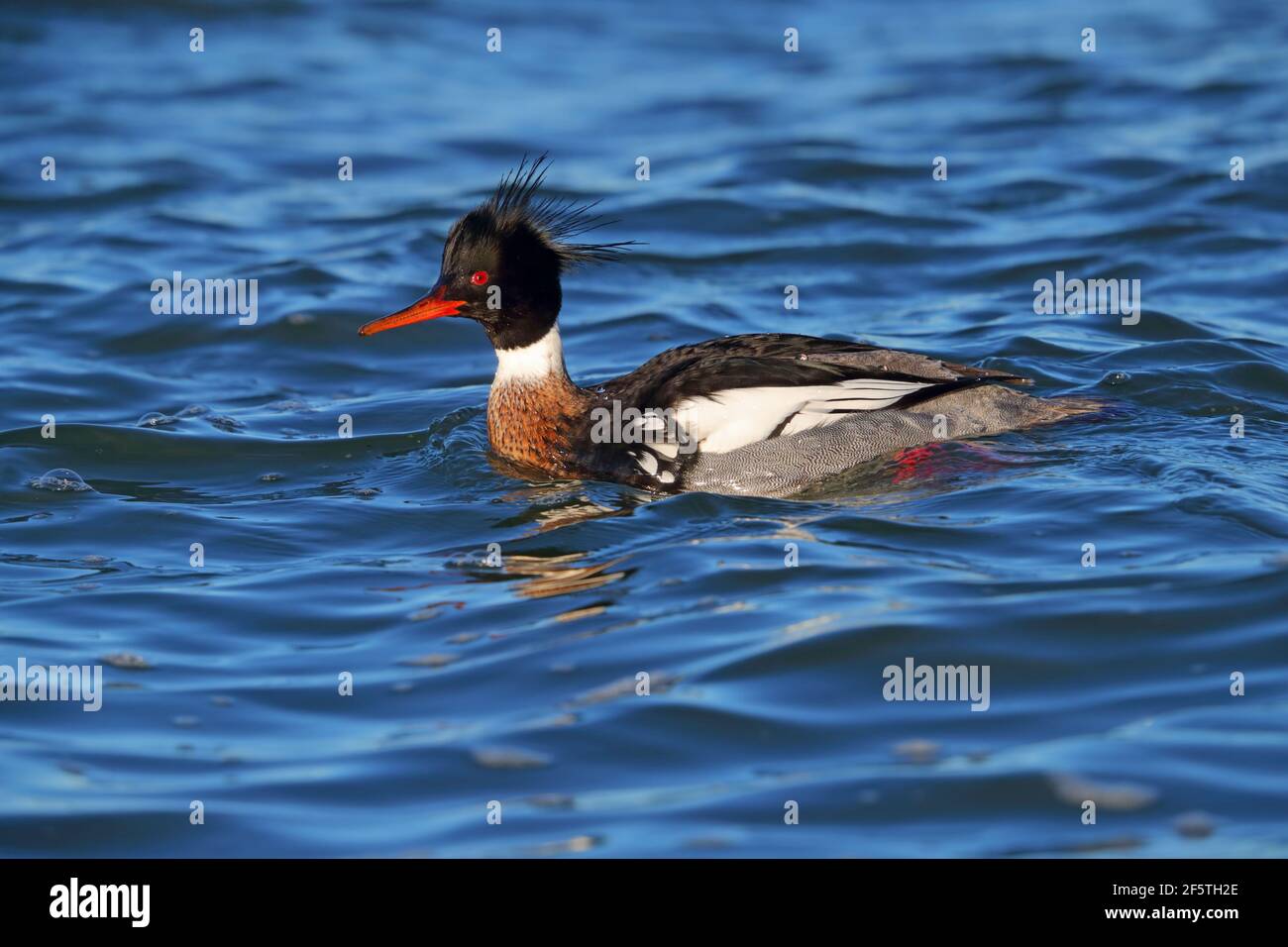 An adult drake Red-breasted Merganser (Mergus serrator) in full ...