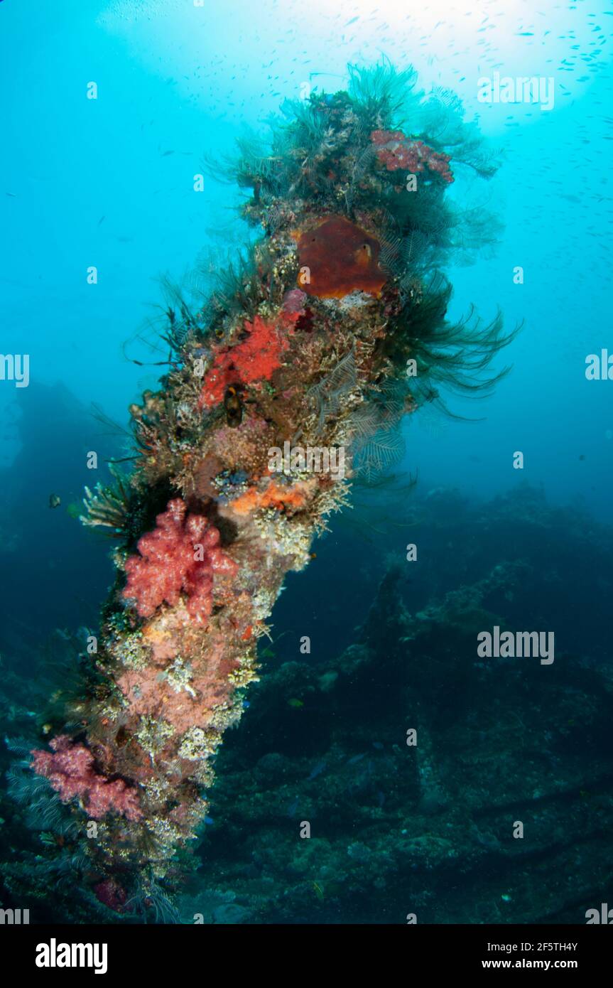 Coral-encrusted turret on wreck with sun in background, Liberty Wreck ...