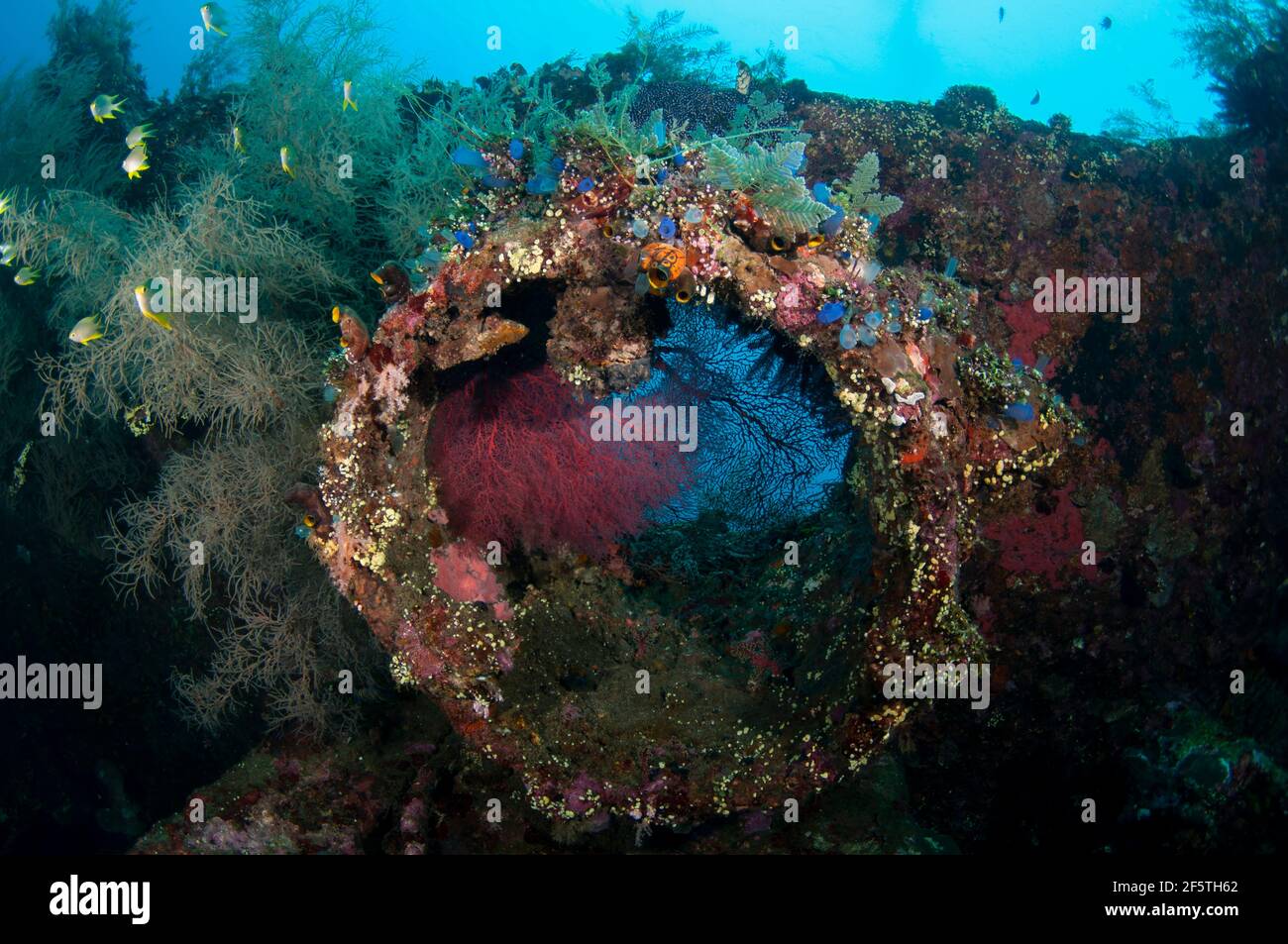 Coral-encrusted pipe with coral fan inside, Liberty Wreck dive site ...