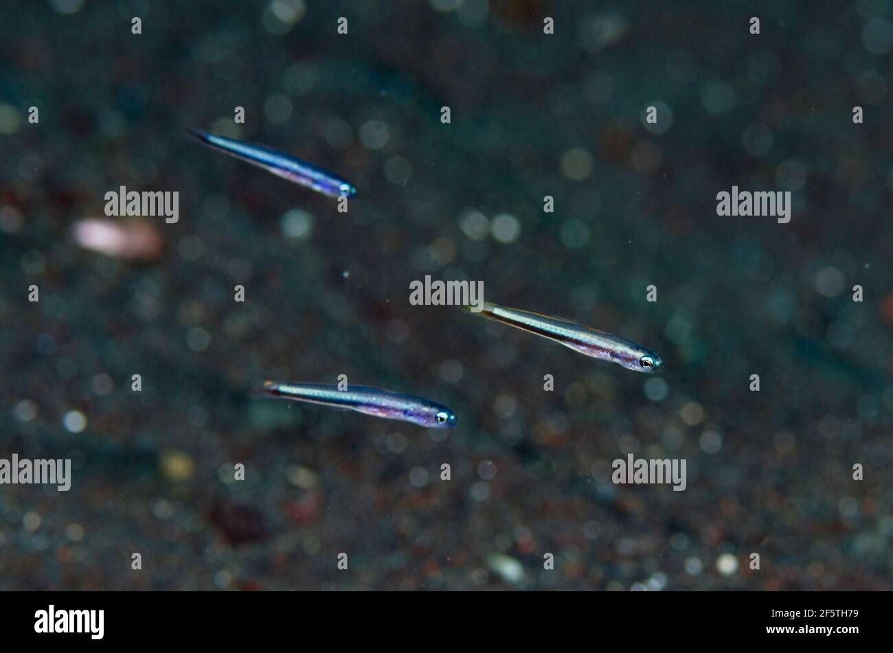 Trio of Interrupted Dartfish, Parioglossus interruptus, Wreck Slope ...