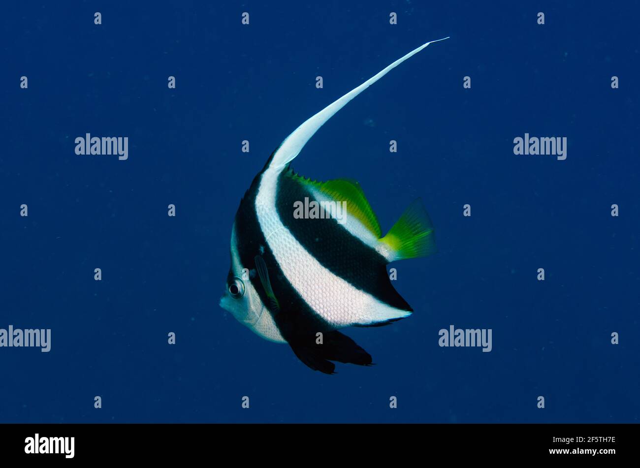 Longfin Bannerfish, Heniochus acuminatus, Segara dive site, Seraya ...