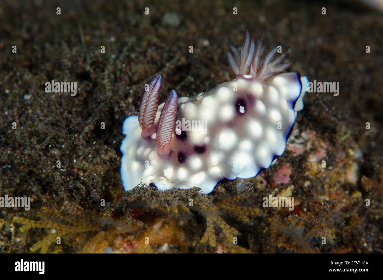 Lumpy hi-res stock photography and images - Alamy