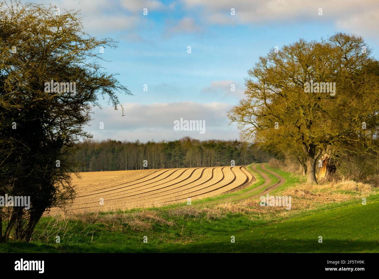 Ridge and furrow patterns Norfolk ploughed field Stock Photo - Alamy