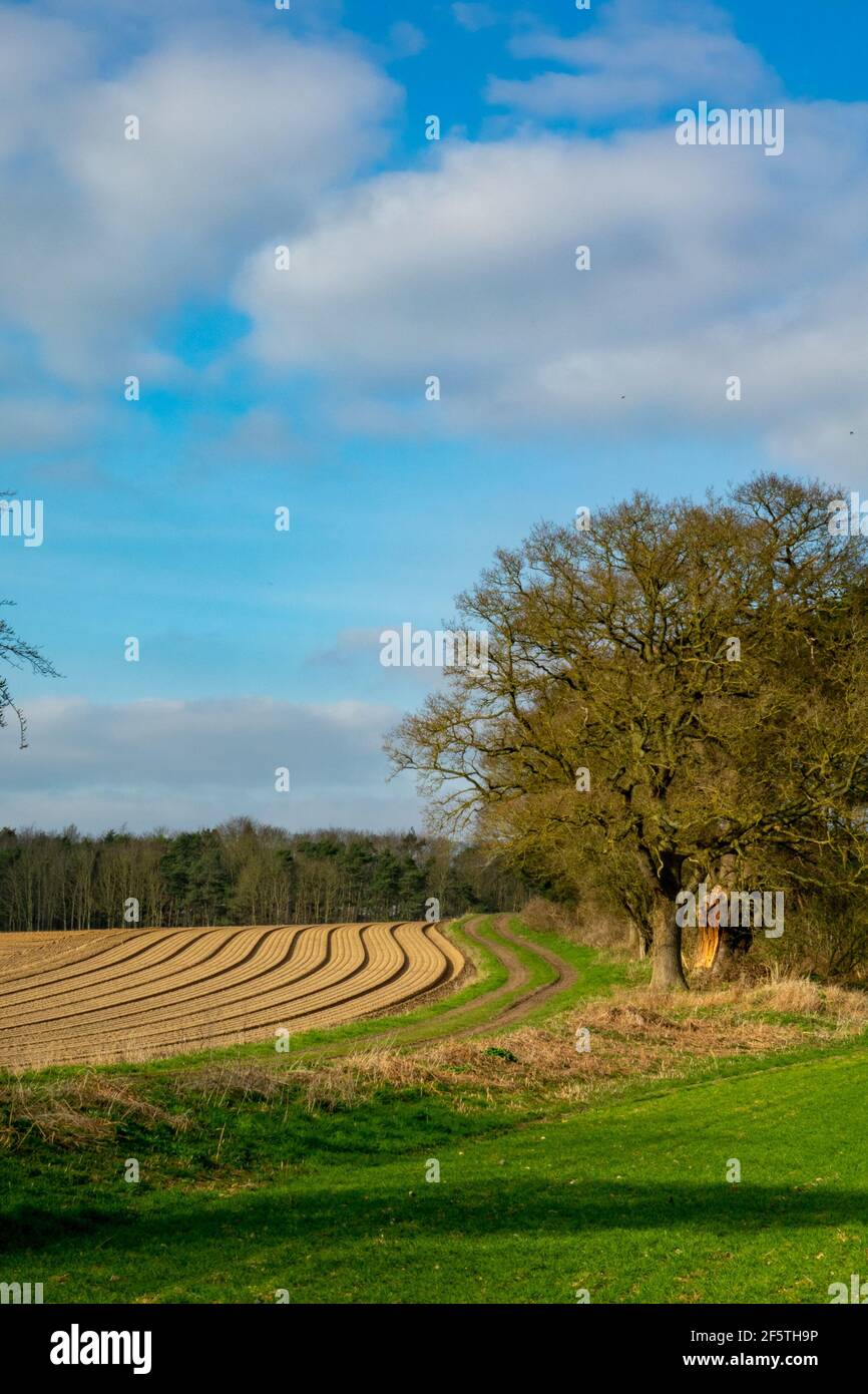 Ridge and furrow patterns Norfolk ploughed field Stock Photo - Alamy