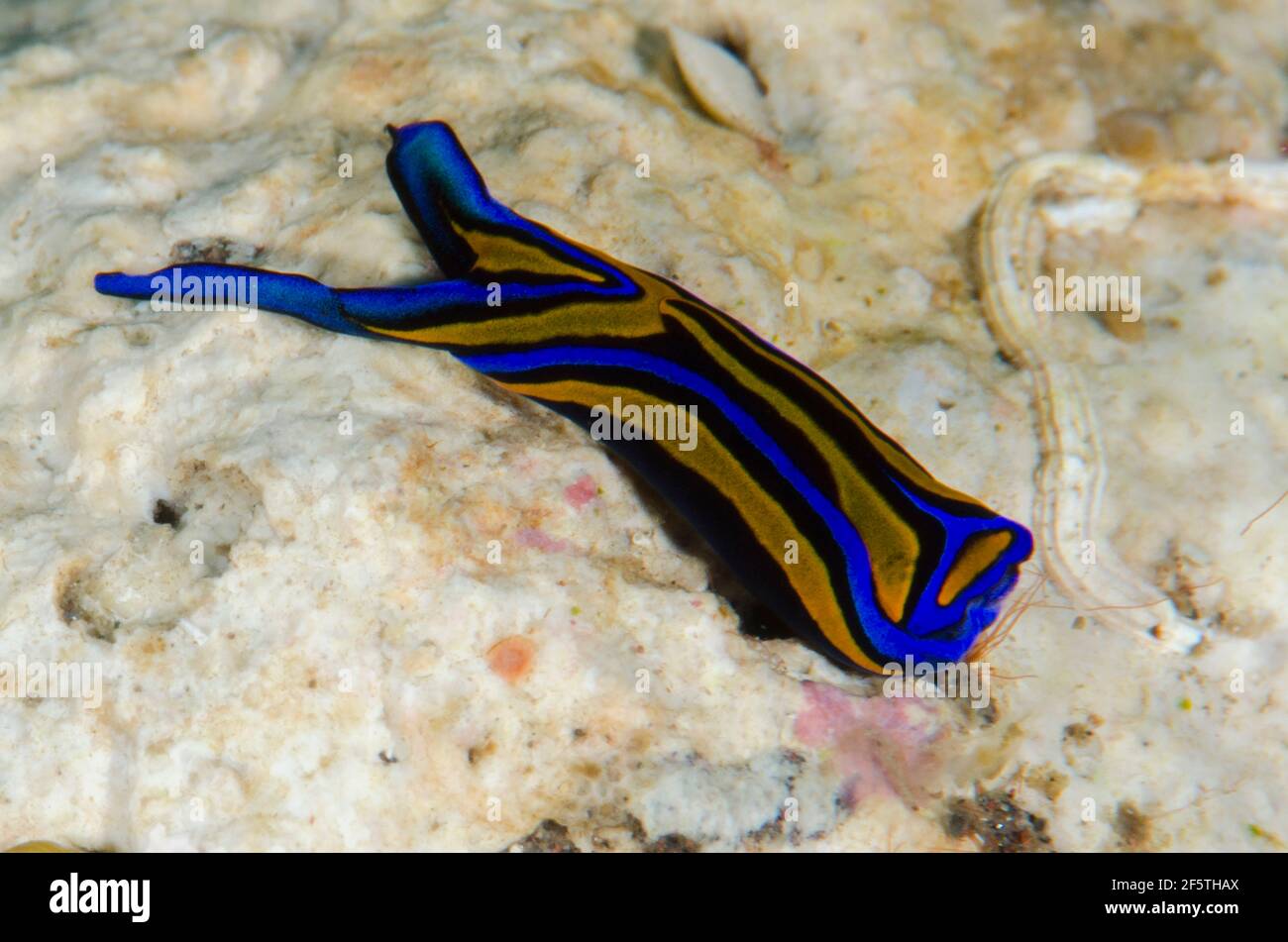 Blue velvet headshield slug hi-res stock photography and images - Alamy