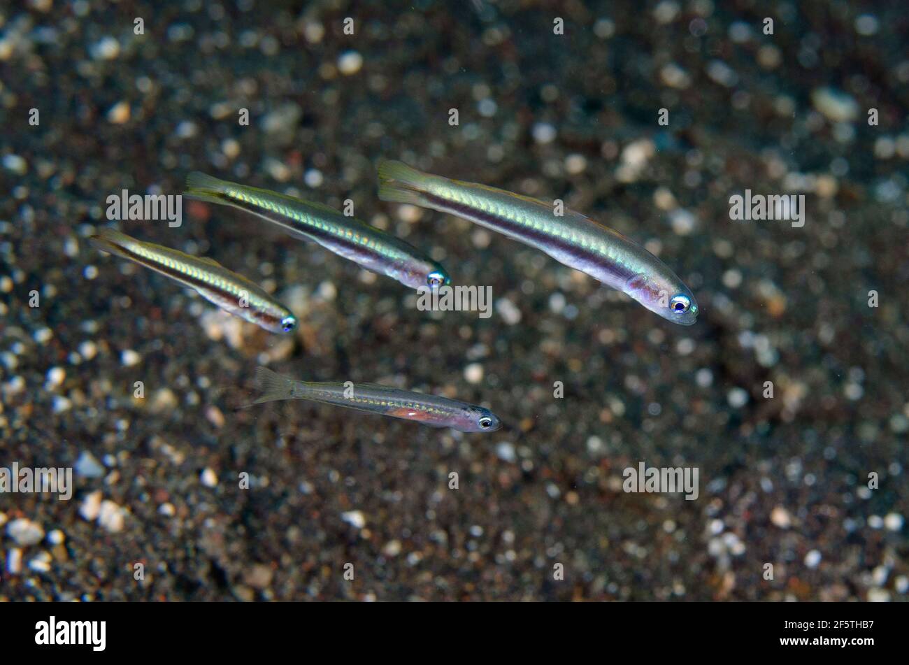 School of Interrupted Dartfish, Parioglossus interruptus, Batu Belah ...