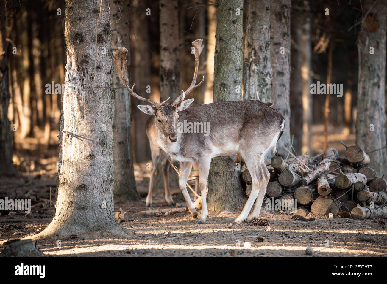 beautiful deer standing in a wild forest Stock Photo - Alamy