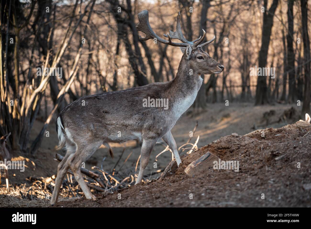 beautiful deer standing in a wild forest Stock Photo - Alamy