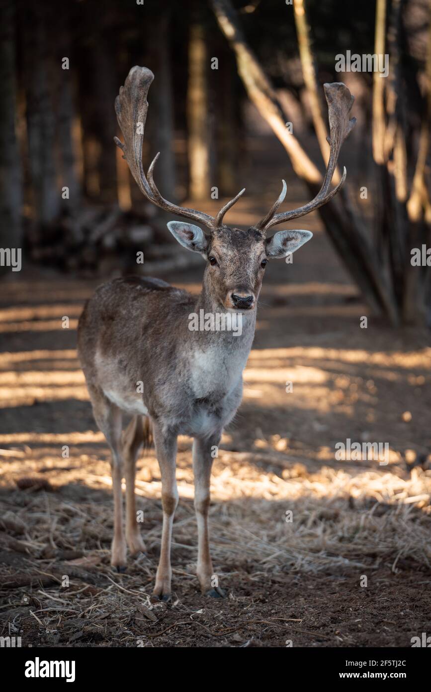 beautiful deer standing in a wild forest Stock Photo - Alamy