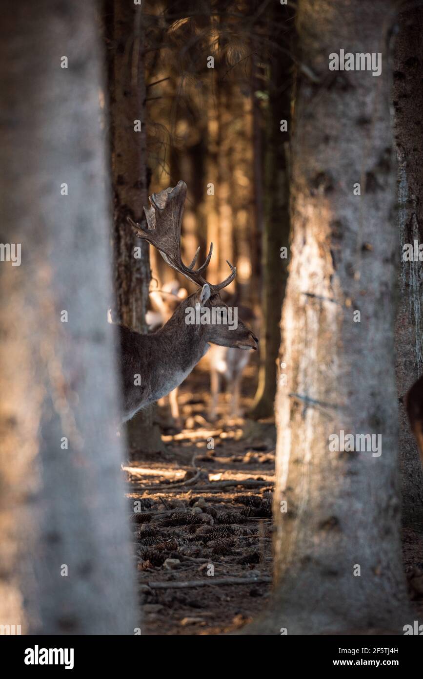 beautiful deer standing in a wild forest Stock Photo - Alamy