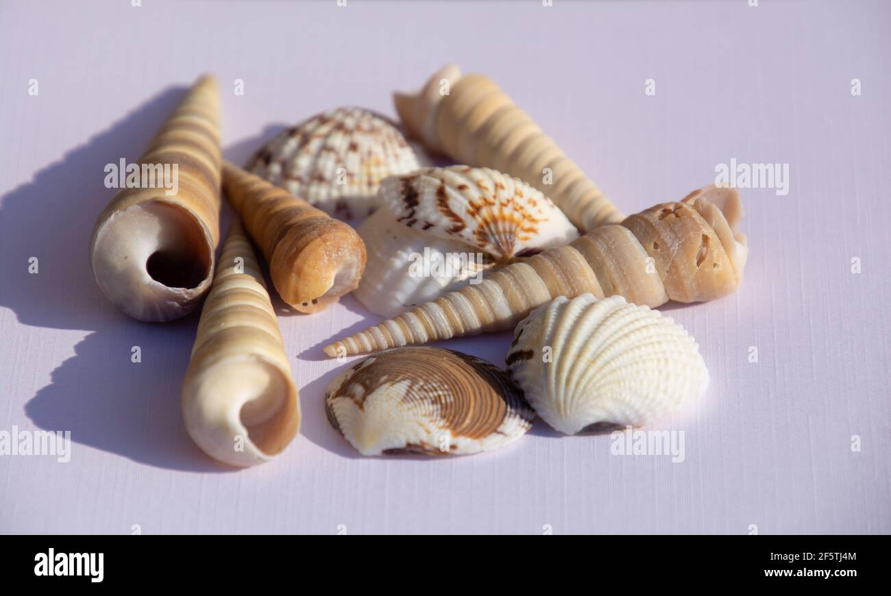 empty seashell top view background in front of white paper background ...
