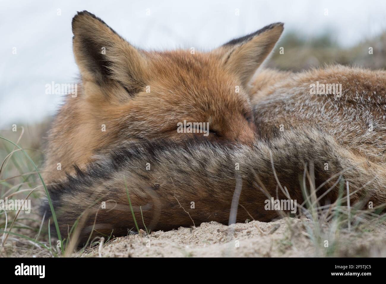 A close up of sleeping red fox. This fox lay down to take a nap ...