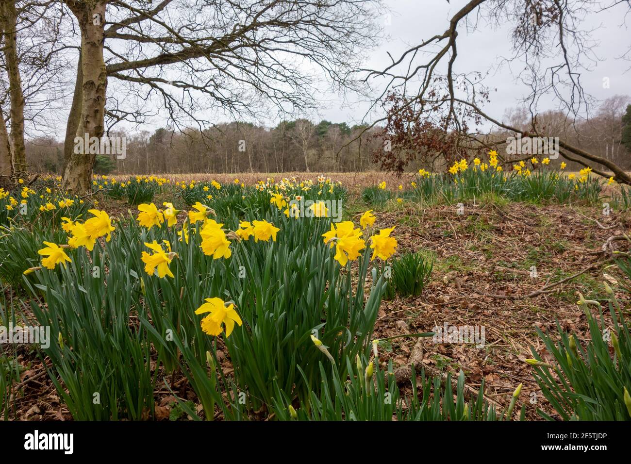 Felthorpe hi-res stock photography and images - Alamy
