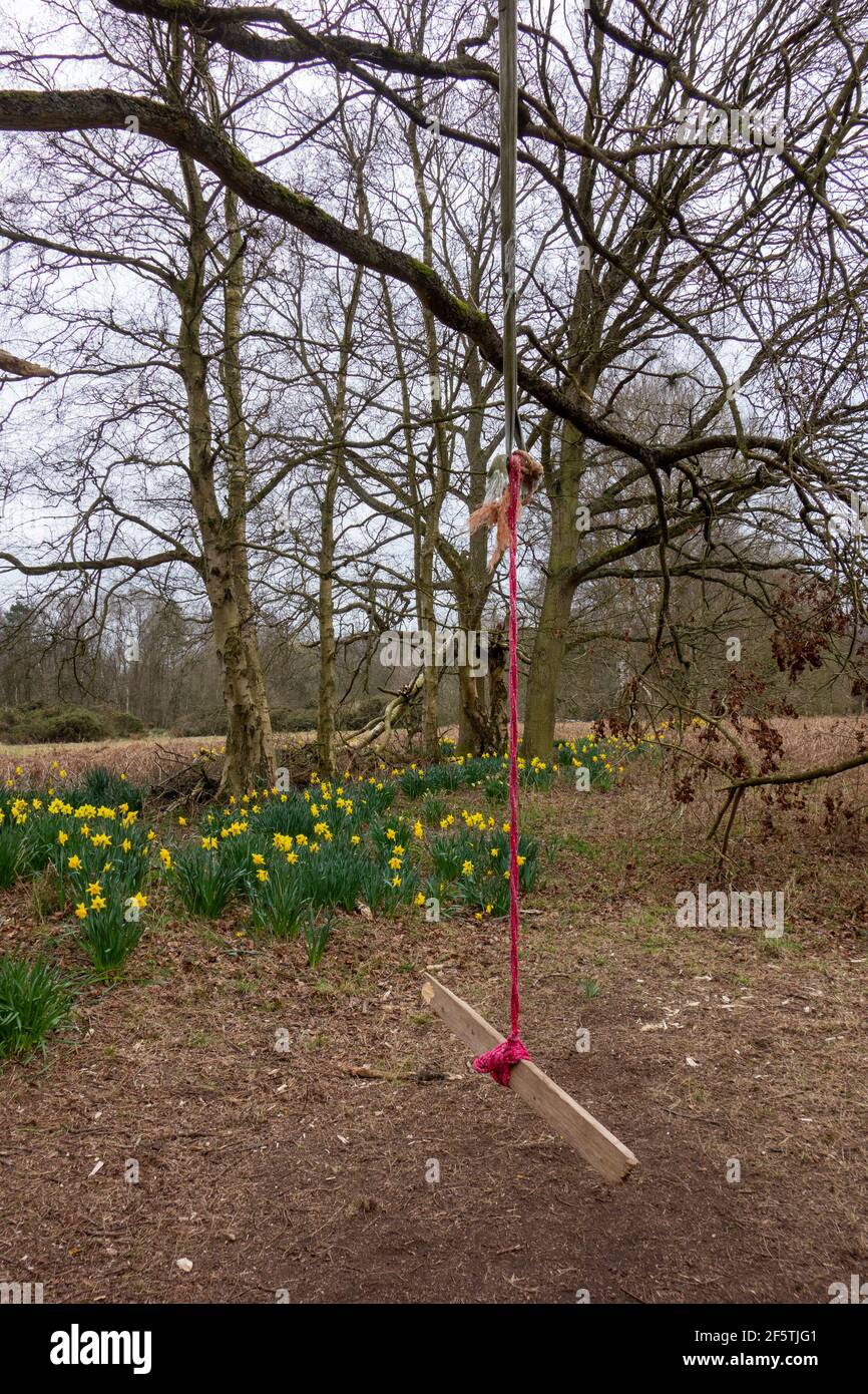 rope swing in tree, Felthorpe Wood, Drayton Drewary common Stock Photo ...