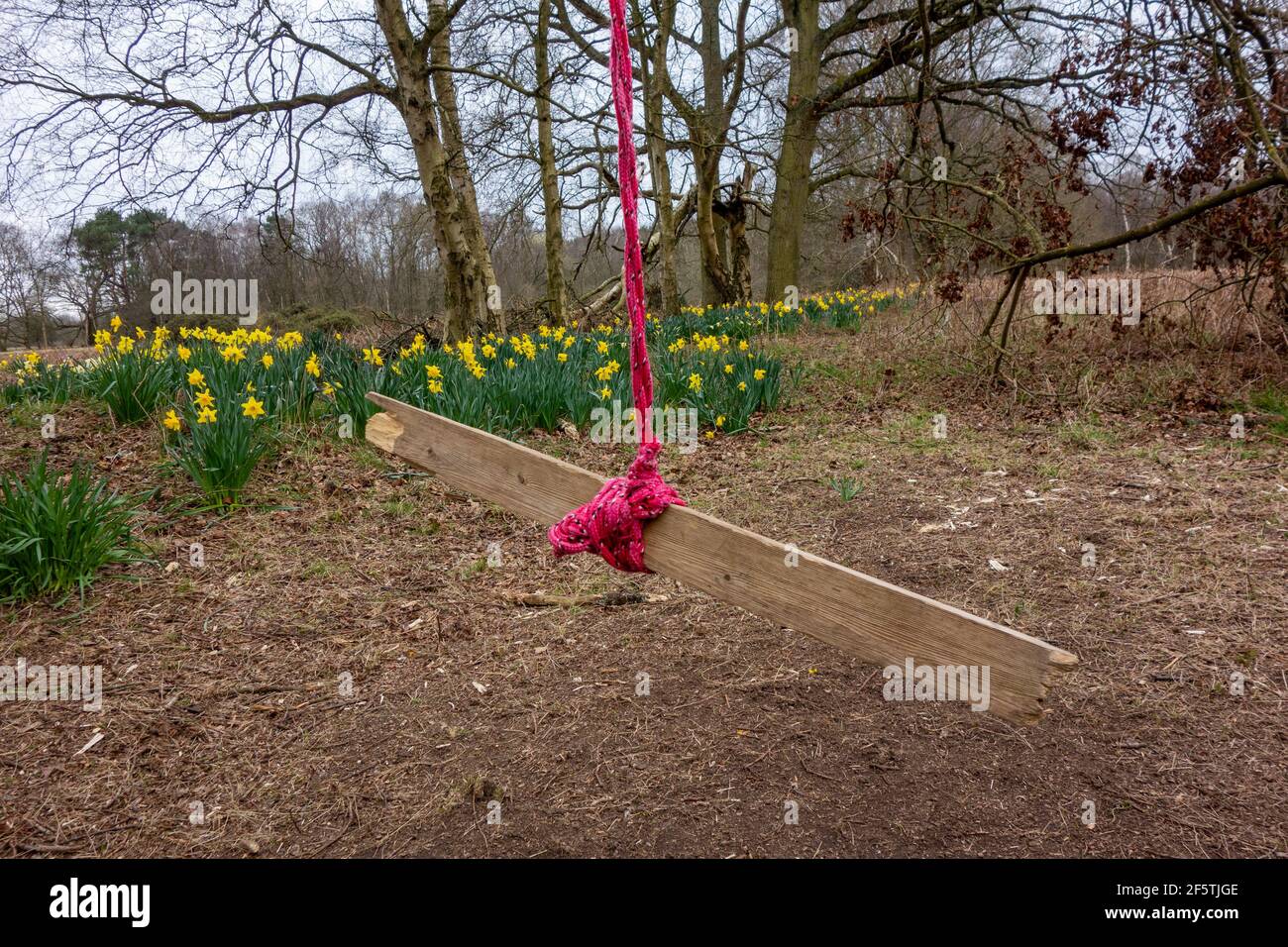 rope swing in tree, Felthorpe Wood, Drayton Drewary common Stock Photo ...