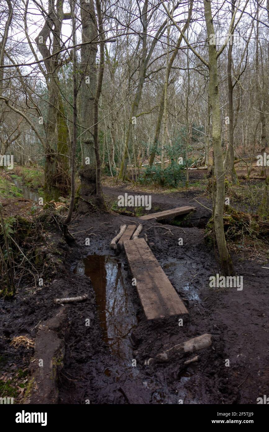 muddy path, Felthorpe Wood, Drayton Drewary common Stock Photo - Alamy