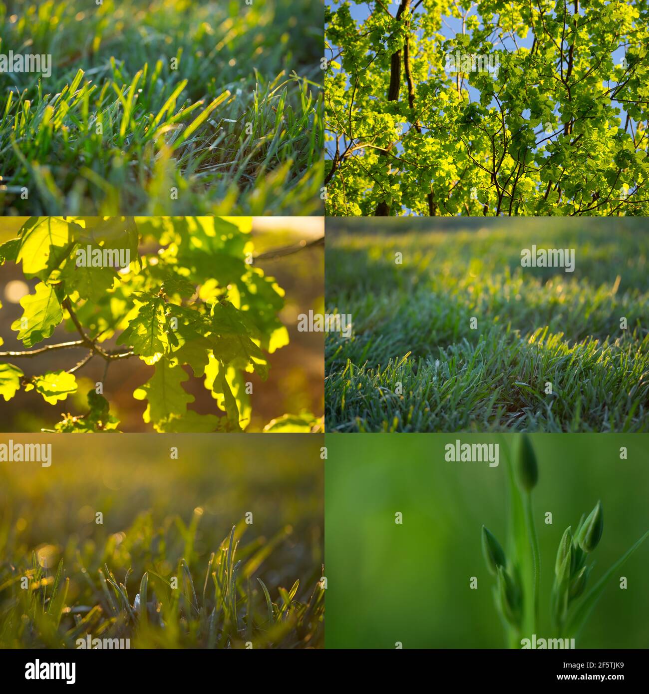 Collection of eco images with nature Stock Photo - Alamy