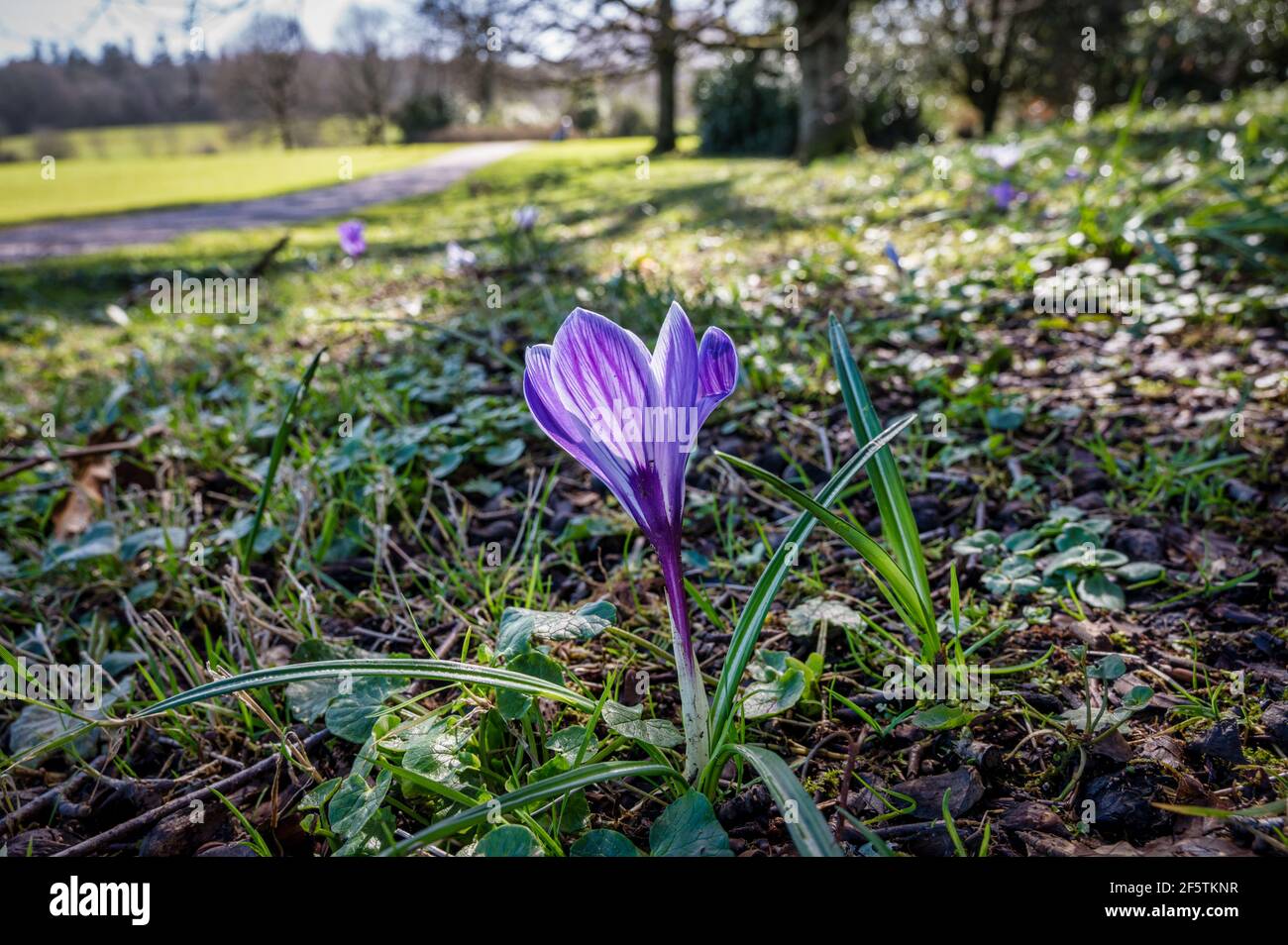 Blooming in spring close hi-res stock photography and images - Alamy