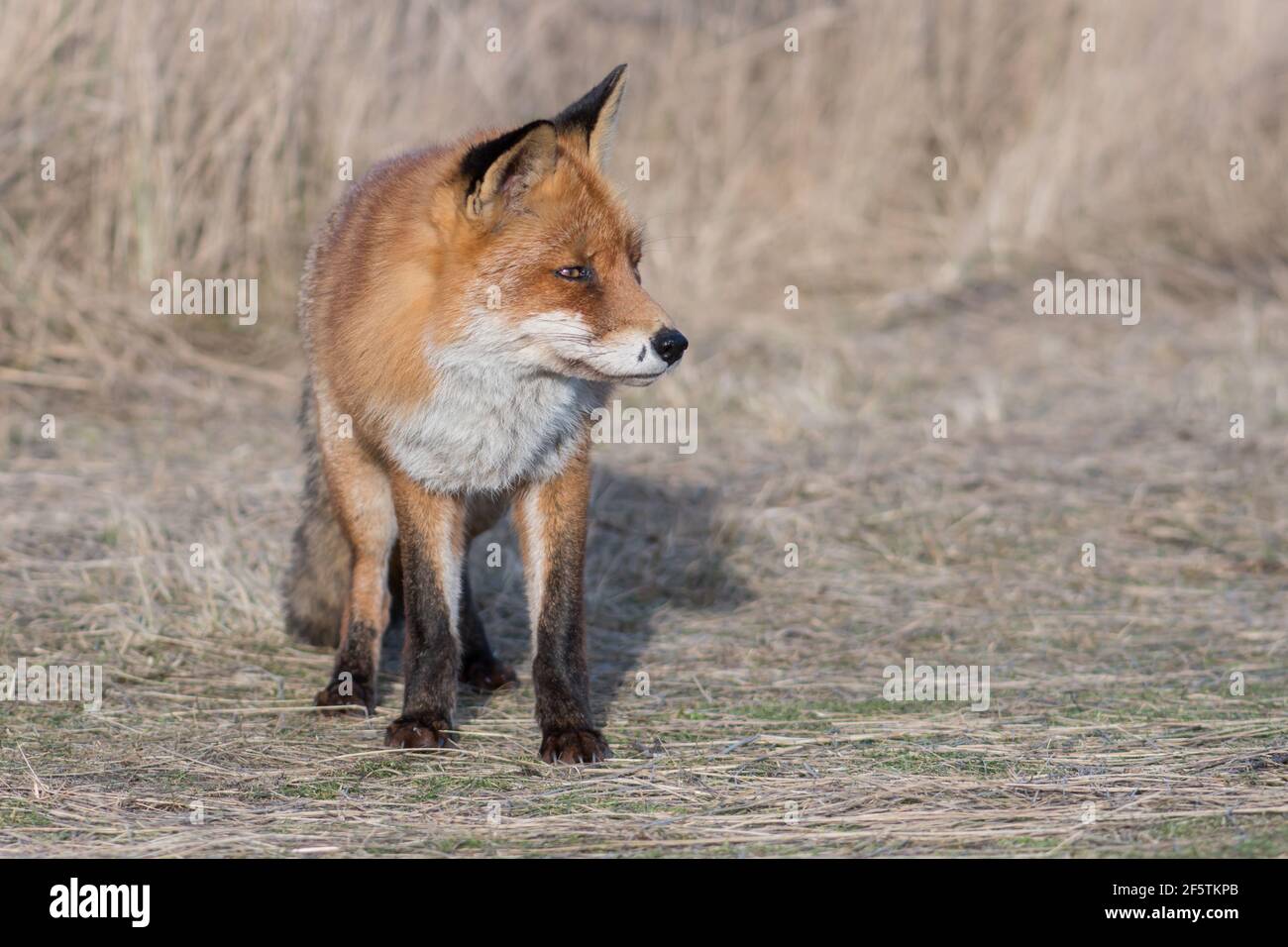 A beautiful old red fox with scars on its nose, photographed in the ...