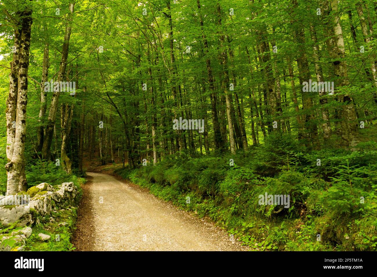 Dirt road into a green forest Stock Photo - Alamy