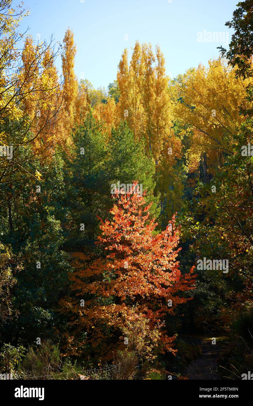 A vertical shot of autumn treetops changing color Stock Photo - Alamy