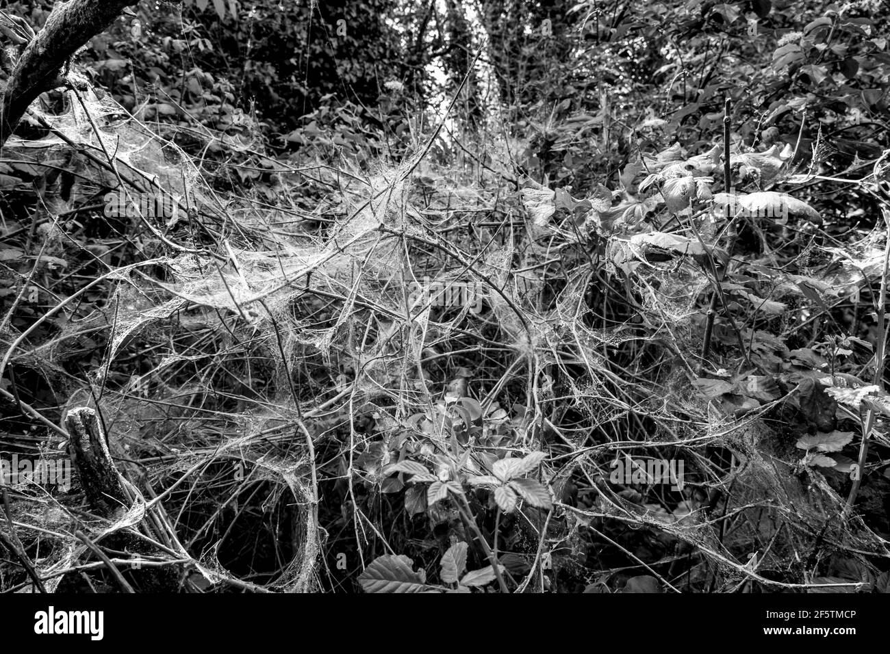 A grayscale shot of spider webs on the tree branches Stock Photo - Alamy