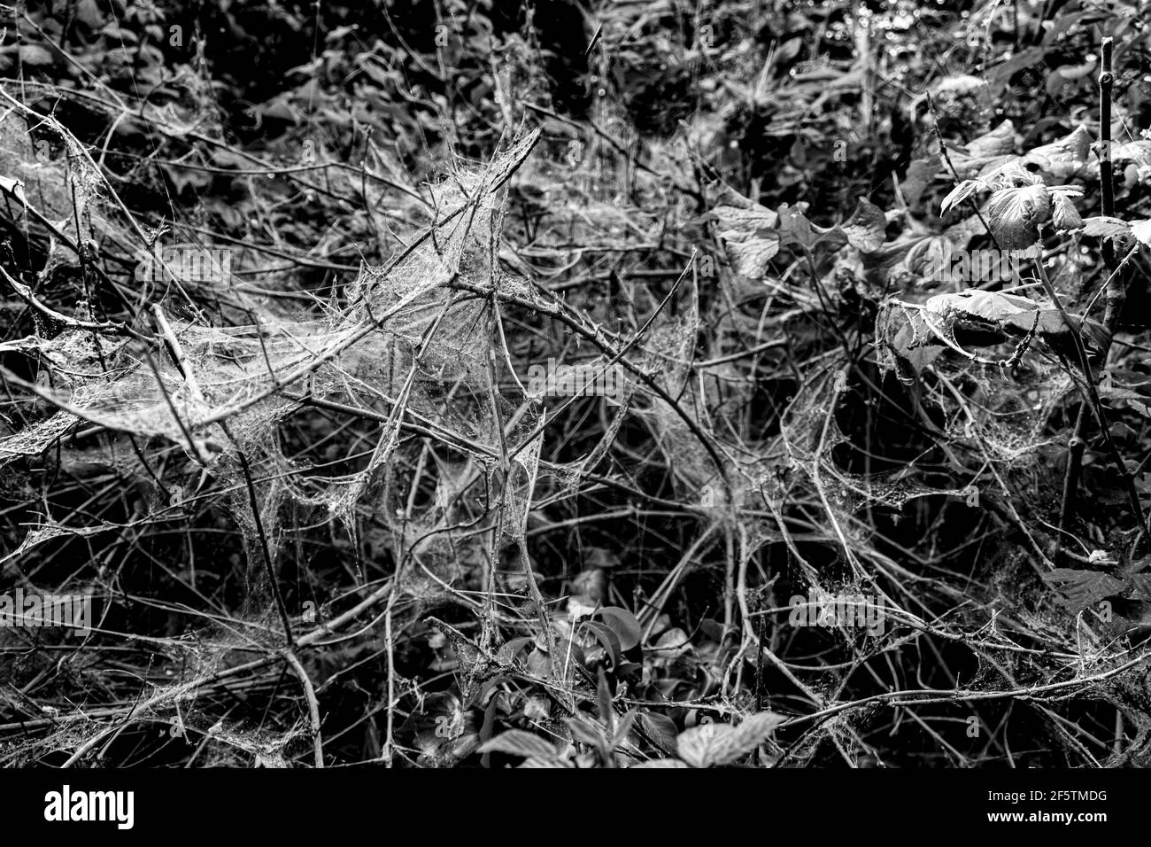 A grayscale shot of spider webs on the tree branches Stock Photo - Alamy