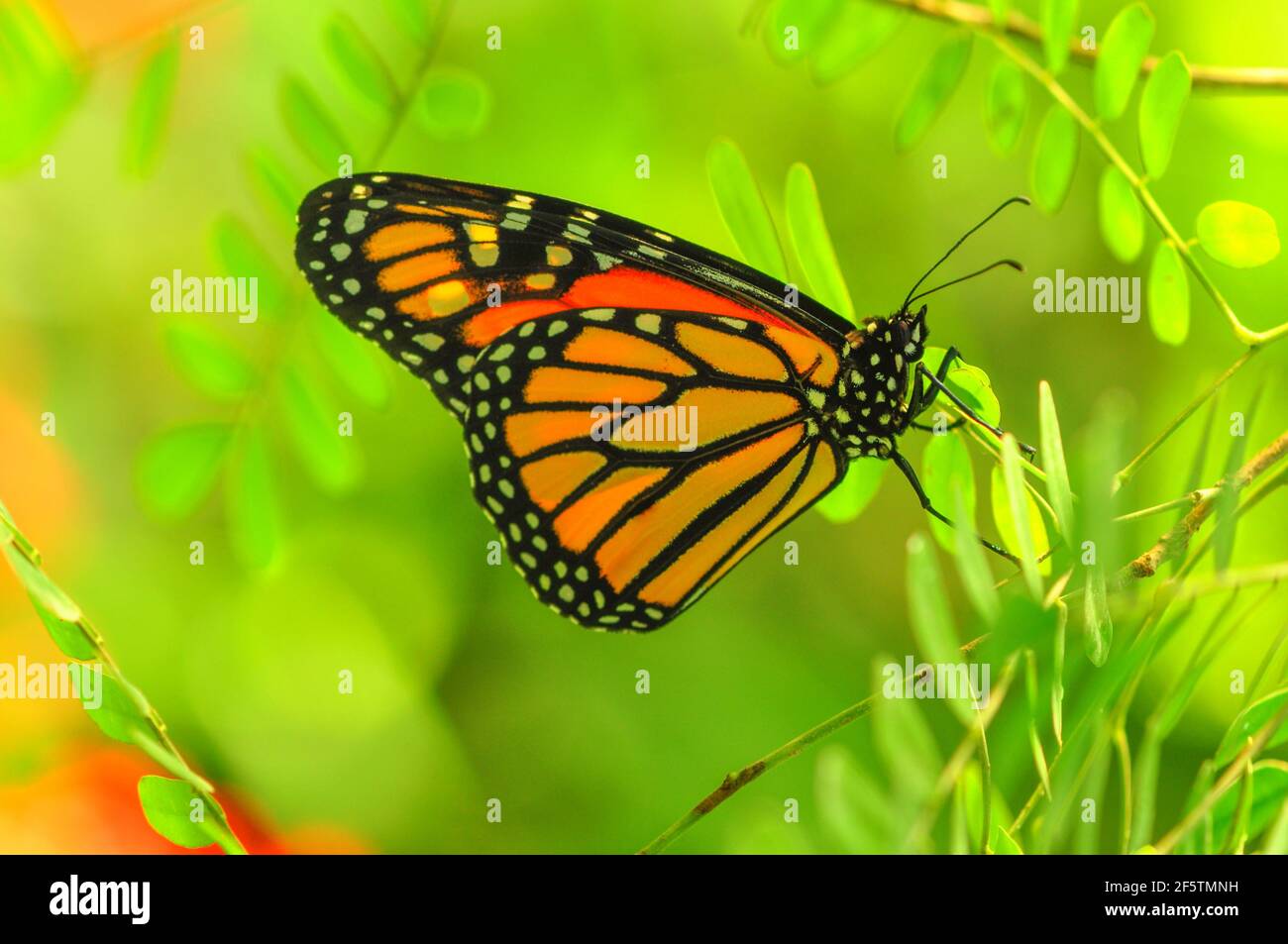 A closeup of a beautiful monarch butterfly surrounded by greenery Stock ...
