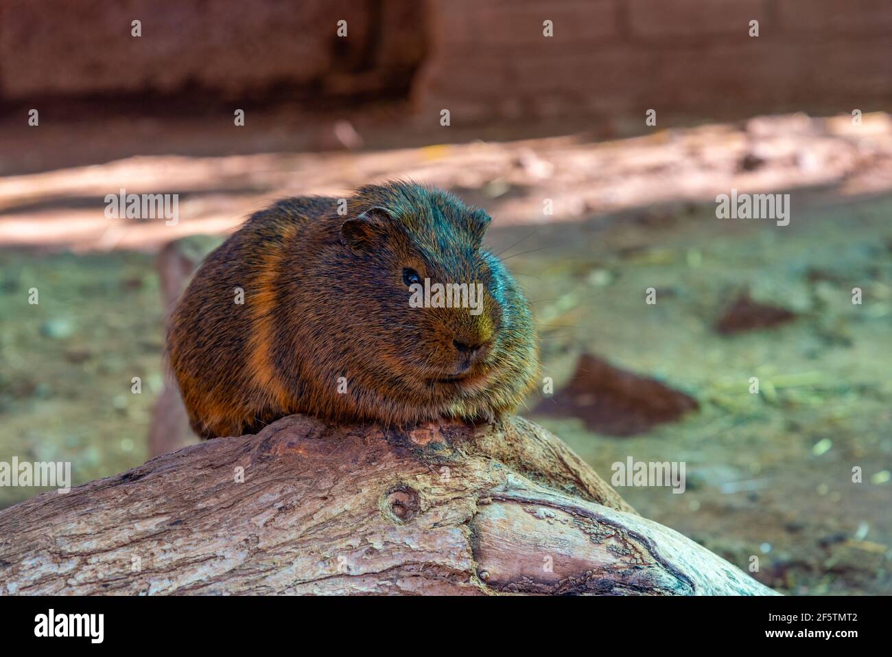 Guinea pigs at Monkey park in Tenerife, Canary Islands, Spain Stock ...