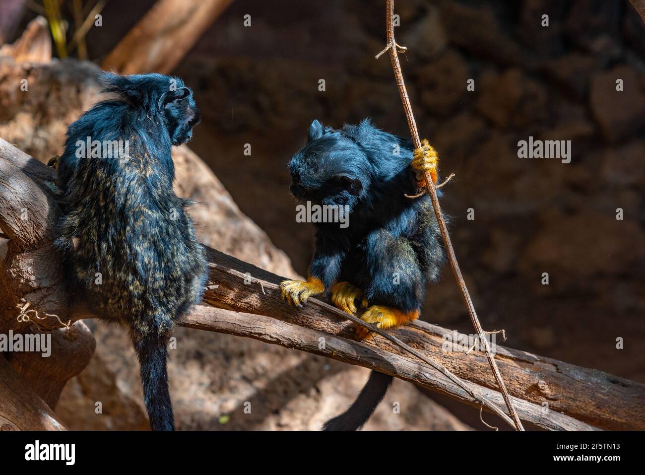 Red handed tamarin in monkey park at Tenerife, Canary Islands, Spain ...