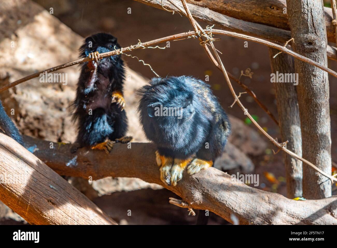 Red handed tamarin in monkey park at Tenerife, Canary Islands, Spain ...