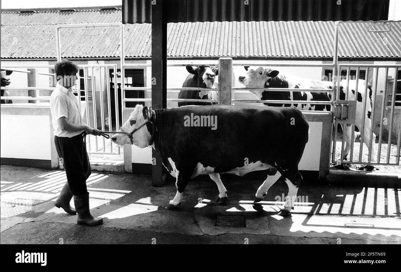 Cows Cattle Parading theteaser for the bulls at the Somerset Breeding ...