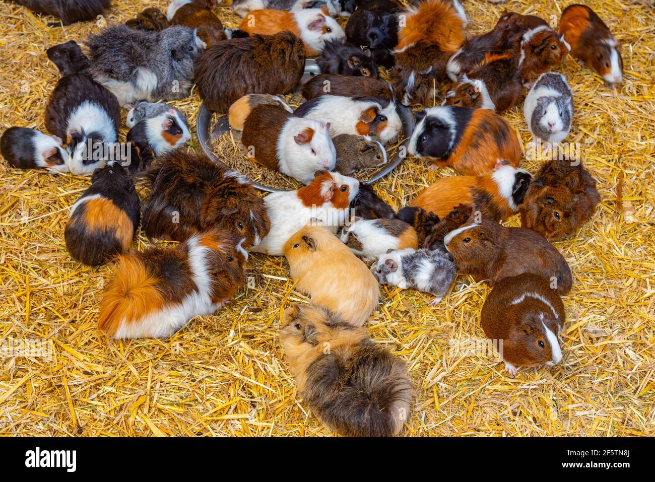 Guinea pigs at Monkey park in Tenerife, Canary Islands, Spain Stock ...