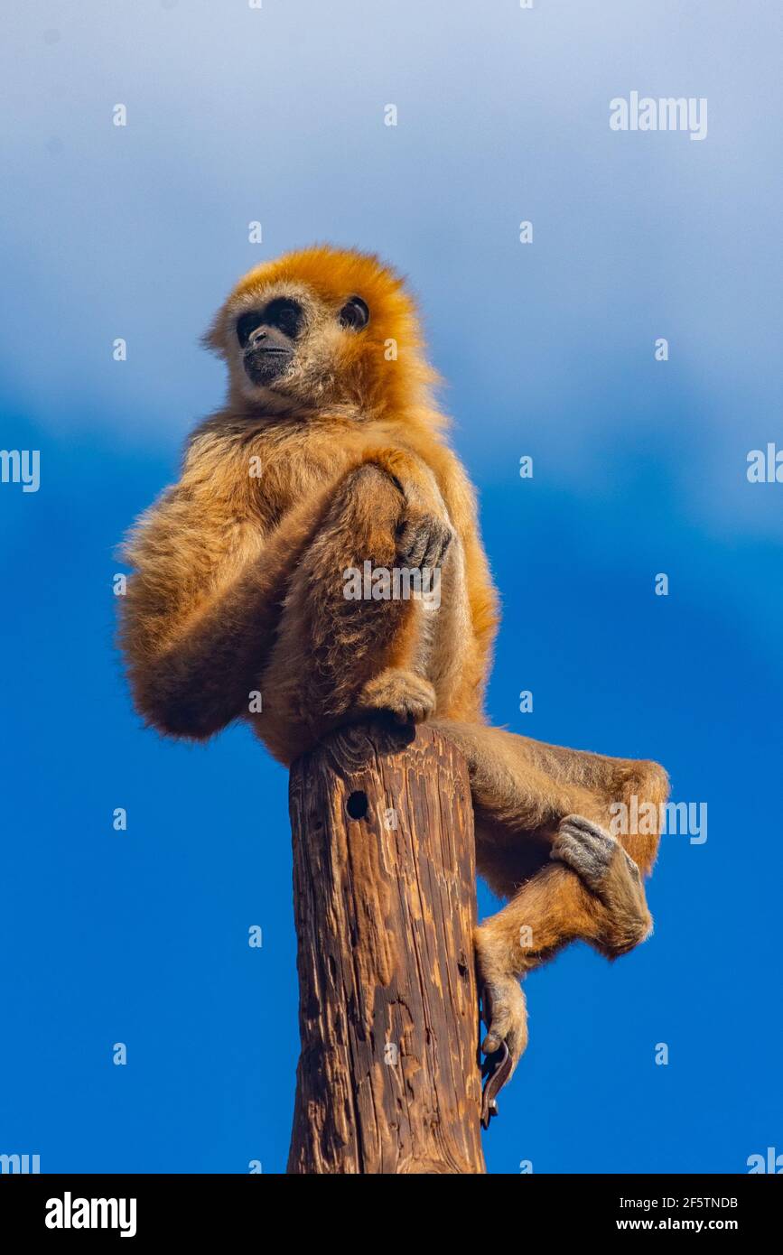 Yellow-cheeked gibbon in jungle park at Tenerife, Canary Islands, Spain ...