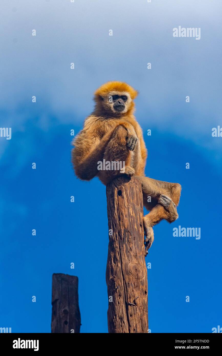 Yellow-cheeked gibbon in jungle park at Tenerife, Canary Islands, Spain ...