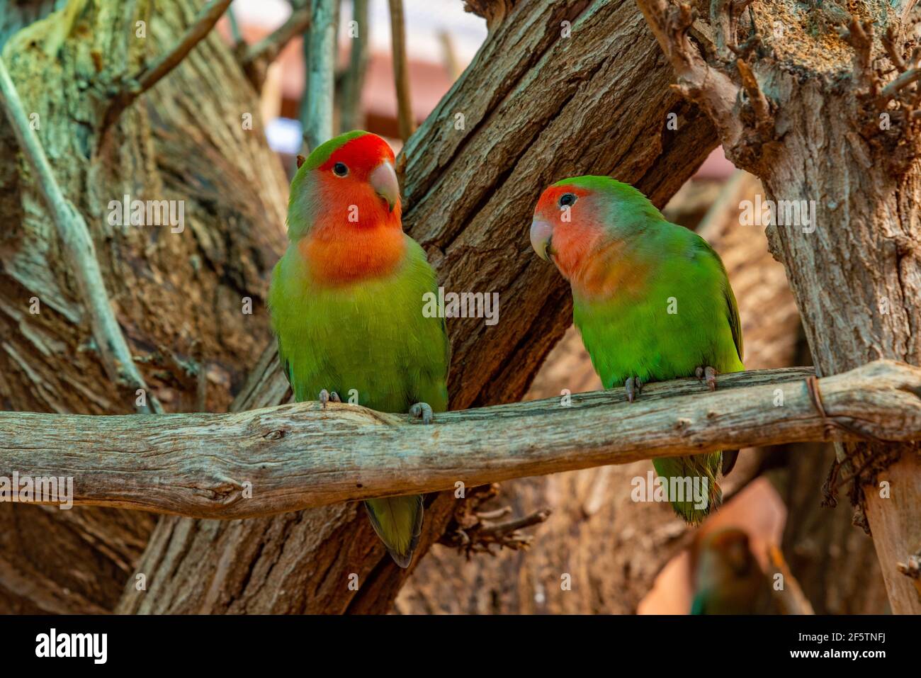Peach-faced lovebird in jungle park at Tenerife, Canary Islands, Spain ...