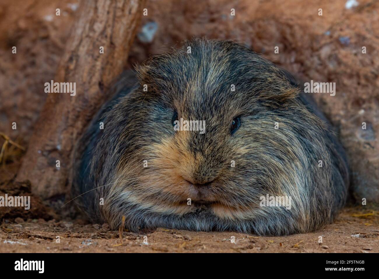 Guinea pigs at Monkey park in Tenerife, Canary Islands, Spain Stock ...