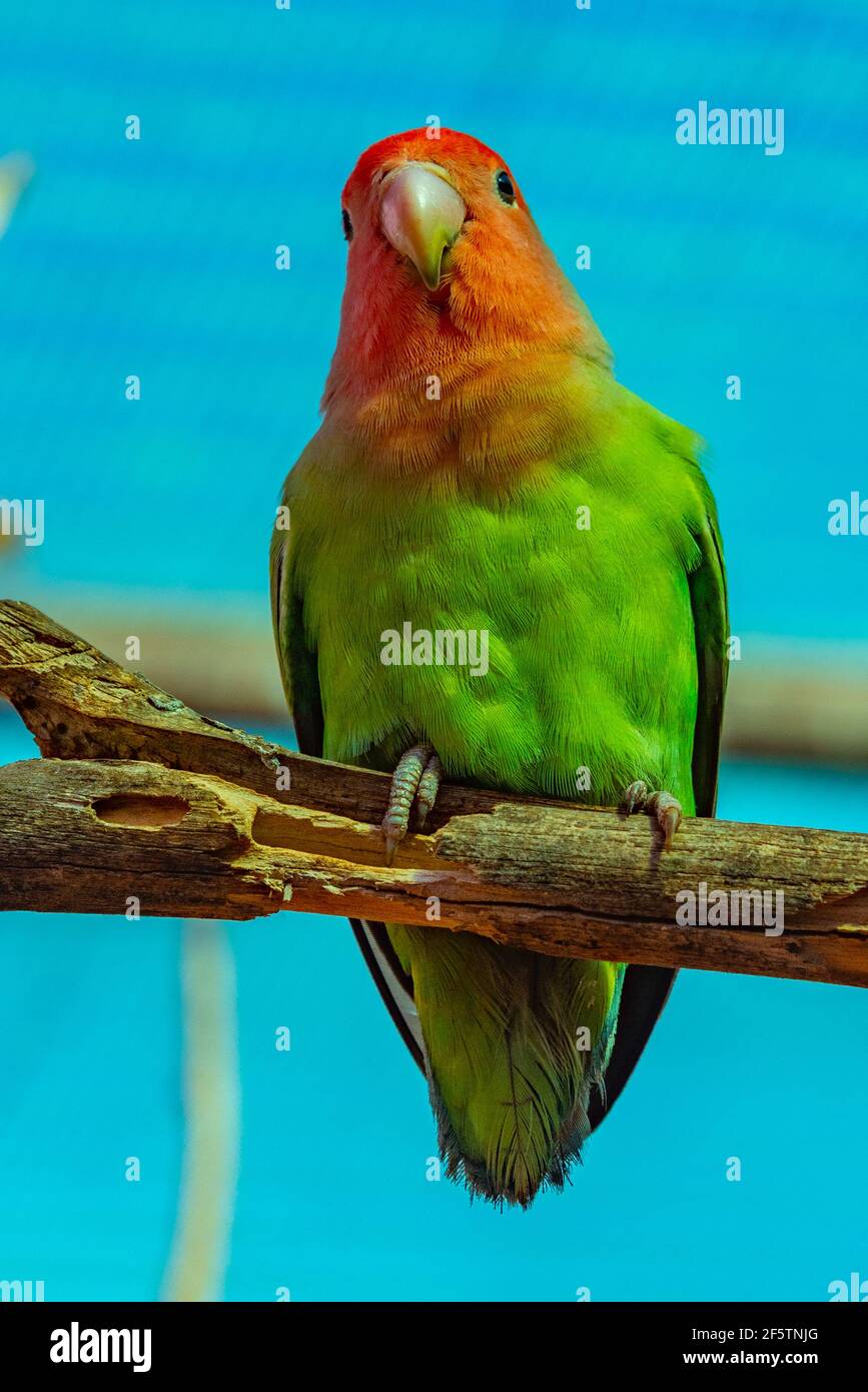 Peach-faced lovebird in jungle park at Tenerife, Canary Islands, Spain ...