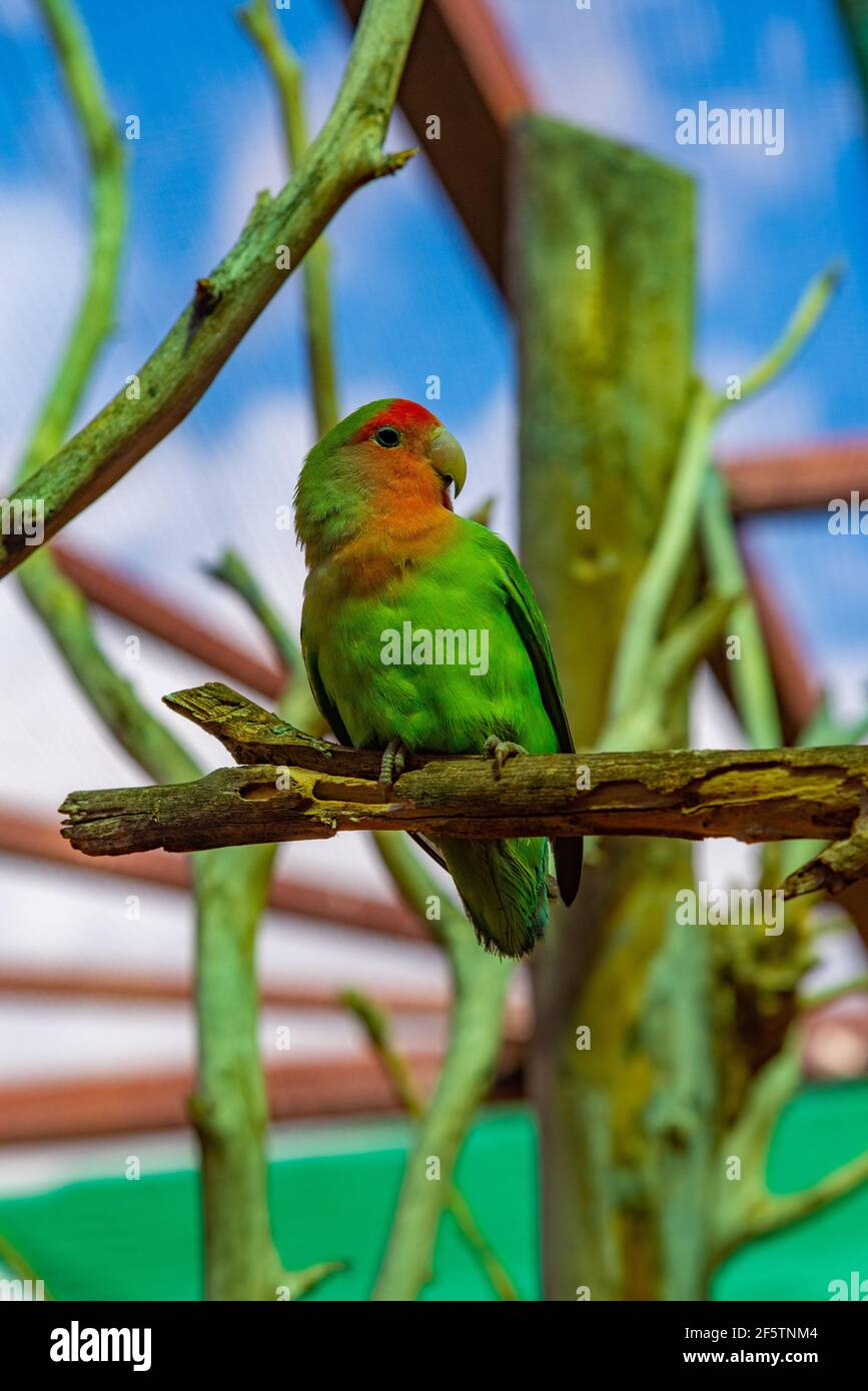 Peach-faced lovebird in jungle park at Tenerife, Canary Islands, Spain ...