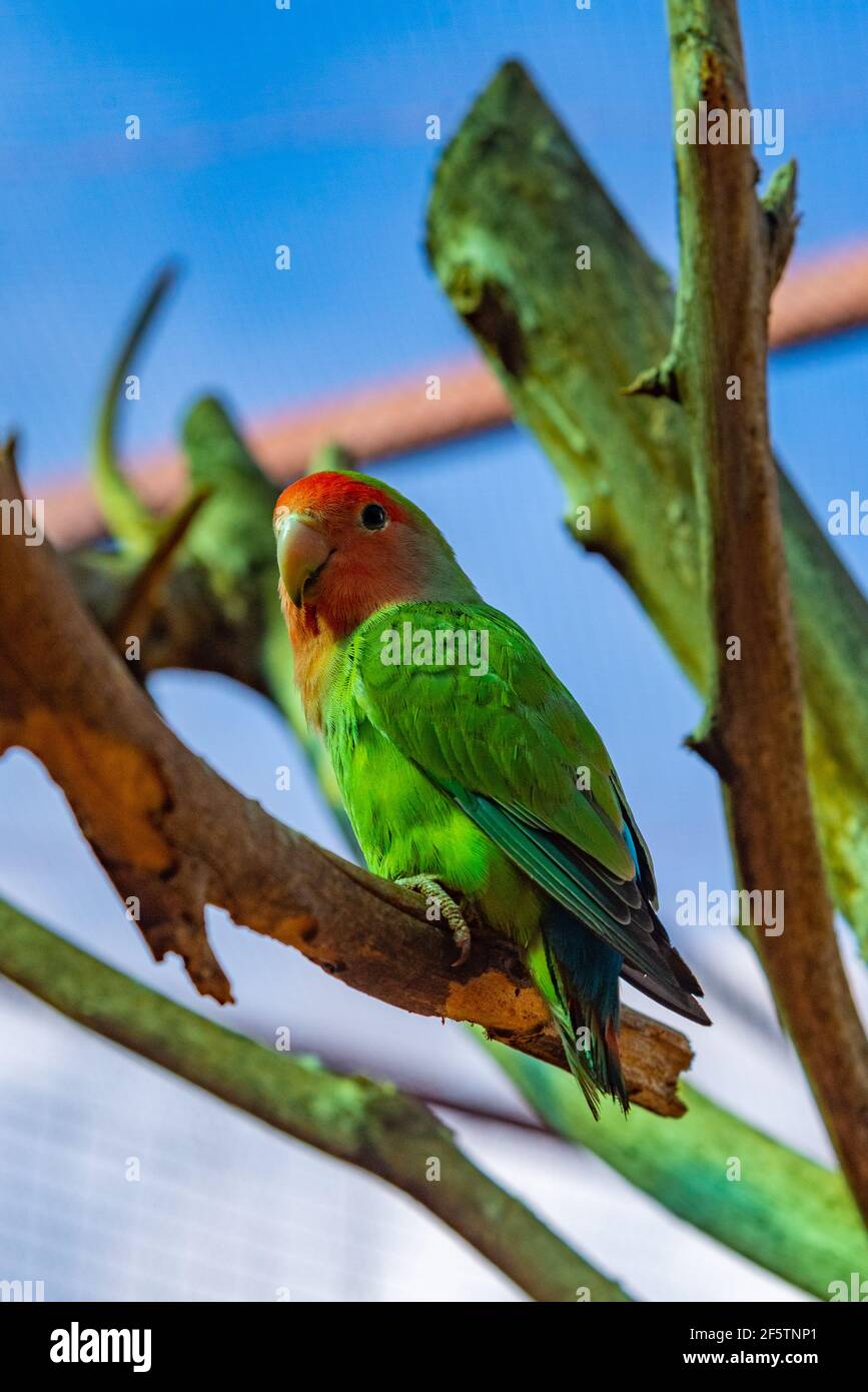 Peach-faced lovebird in jungle park at Tenerife, Canary Islands, Spain ...